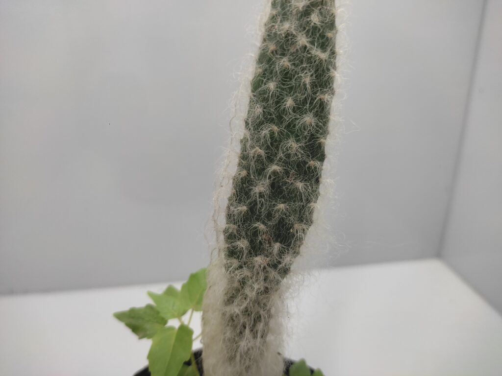 Opuntia Snow Fuzzy - Plant Shop
