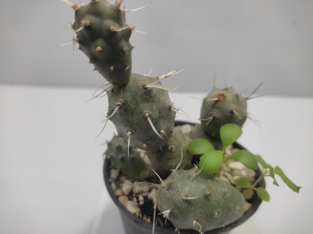 Tephrocactus - Plant Shop